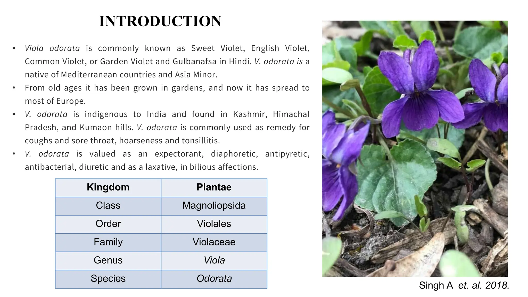 Anticancer Potential of Viola Odorata against Lung Cancer.pptx