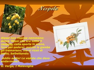 Antichi frutti | PPT | Gardening | Home & Garden