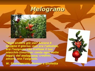 Antichi frutti | PPT | Gardening | Home & Garden
