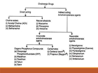 Anticholinergic drugs | PPT