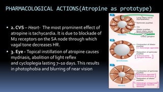 Anti cholinergic drugs | PPT