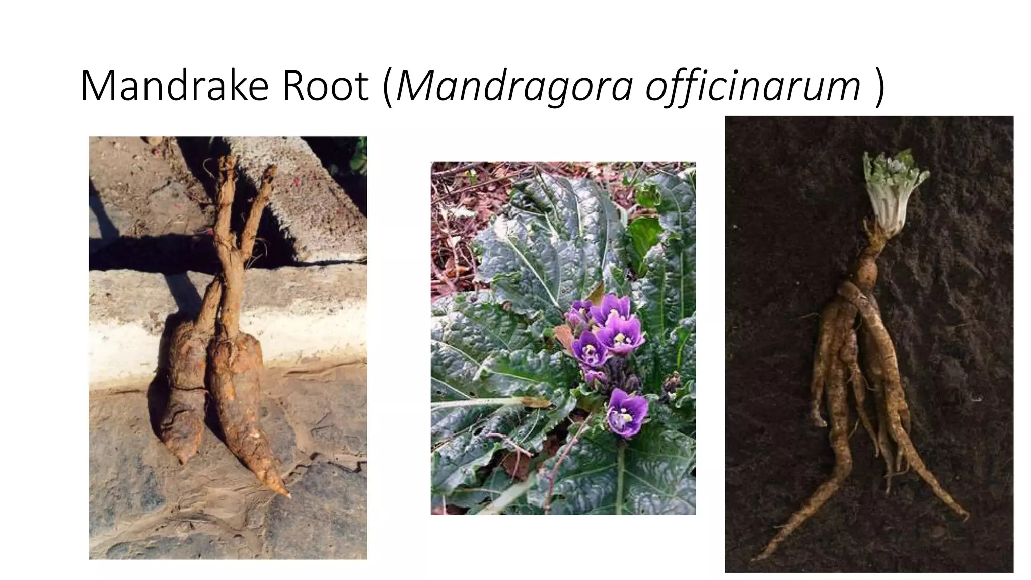 Anticholinergic plant poisoning final | PPTX