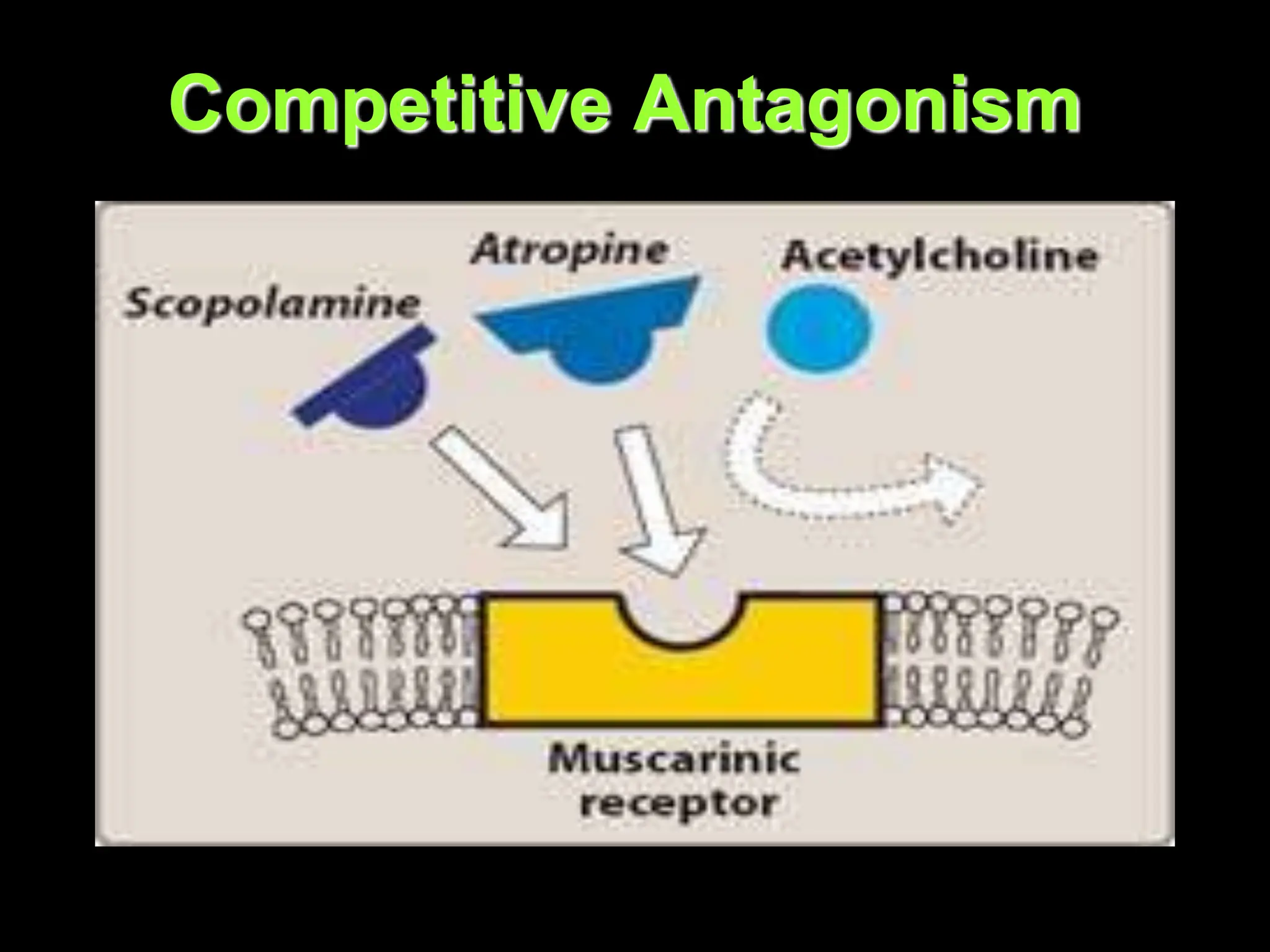 anticholinergic drugs atropine substitute | PPT