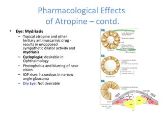 Pharmacology of Anticholinergics - drdhriti | PPT