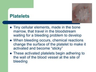 Anticoagulants_DanielleWelschmeyer.ppt | Blood Disorders | Diseases and ...