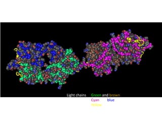 le document sur les anticorps or Immunoglobulines .pptx