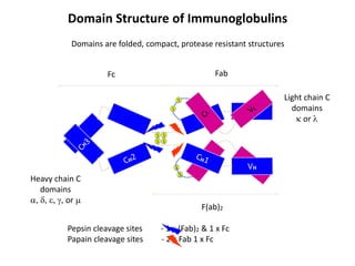 le document sur les anticorps or Immunoglobulines .pptx