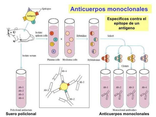 Anticuerpos monoclonales