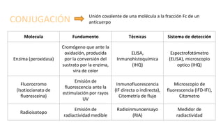 Estructura basica de una inmunoglobulina, repaso | PDF