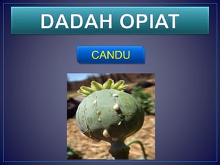 Anti dadah | PPT