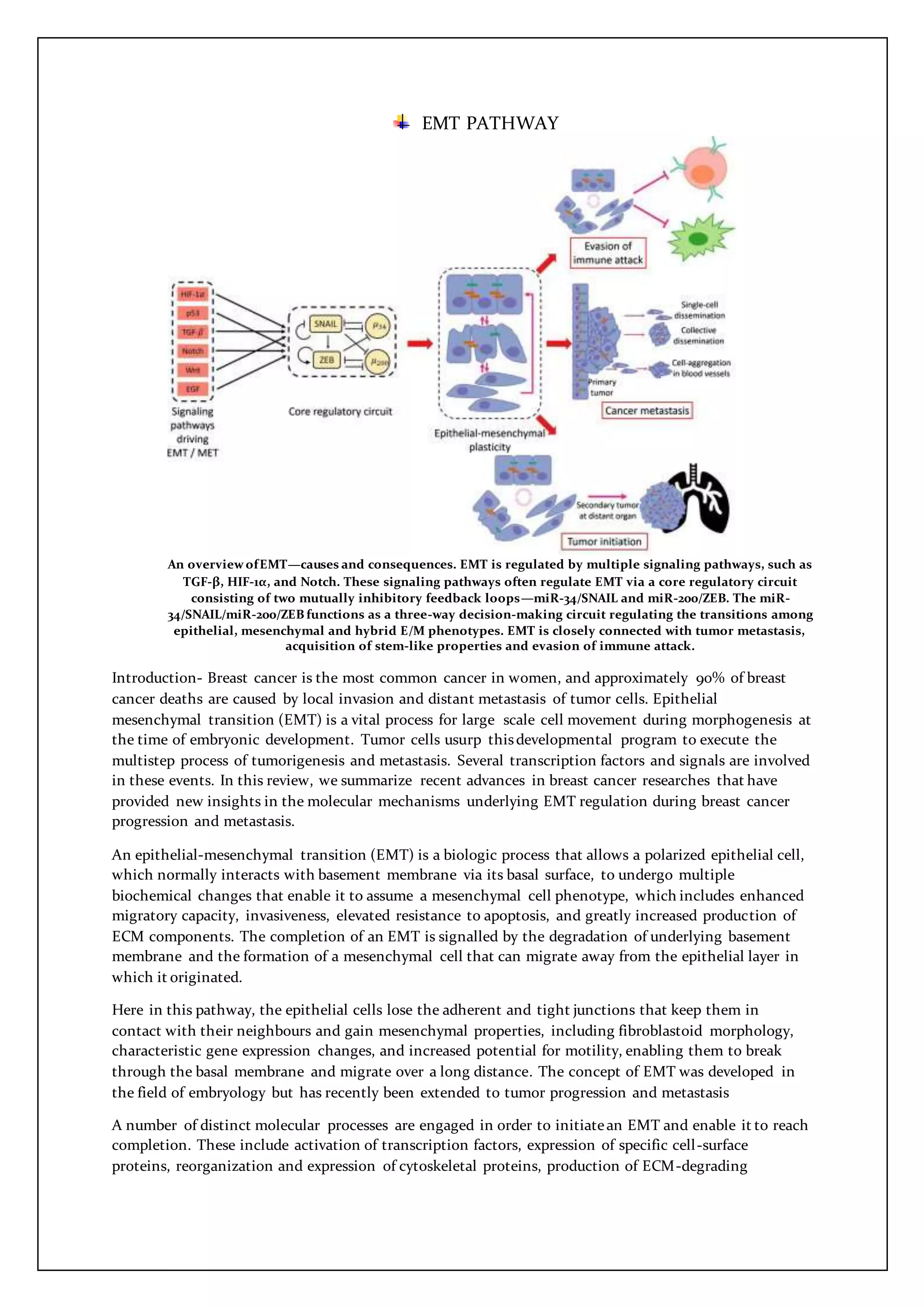 Sulphate Conjugation & EMT pathways in cancer | DOCX
