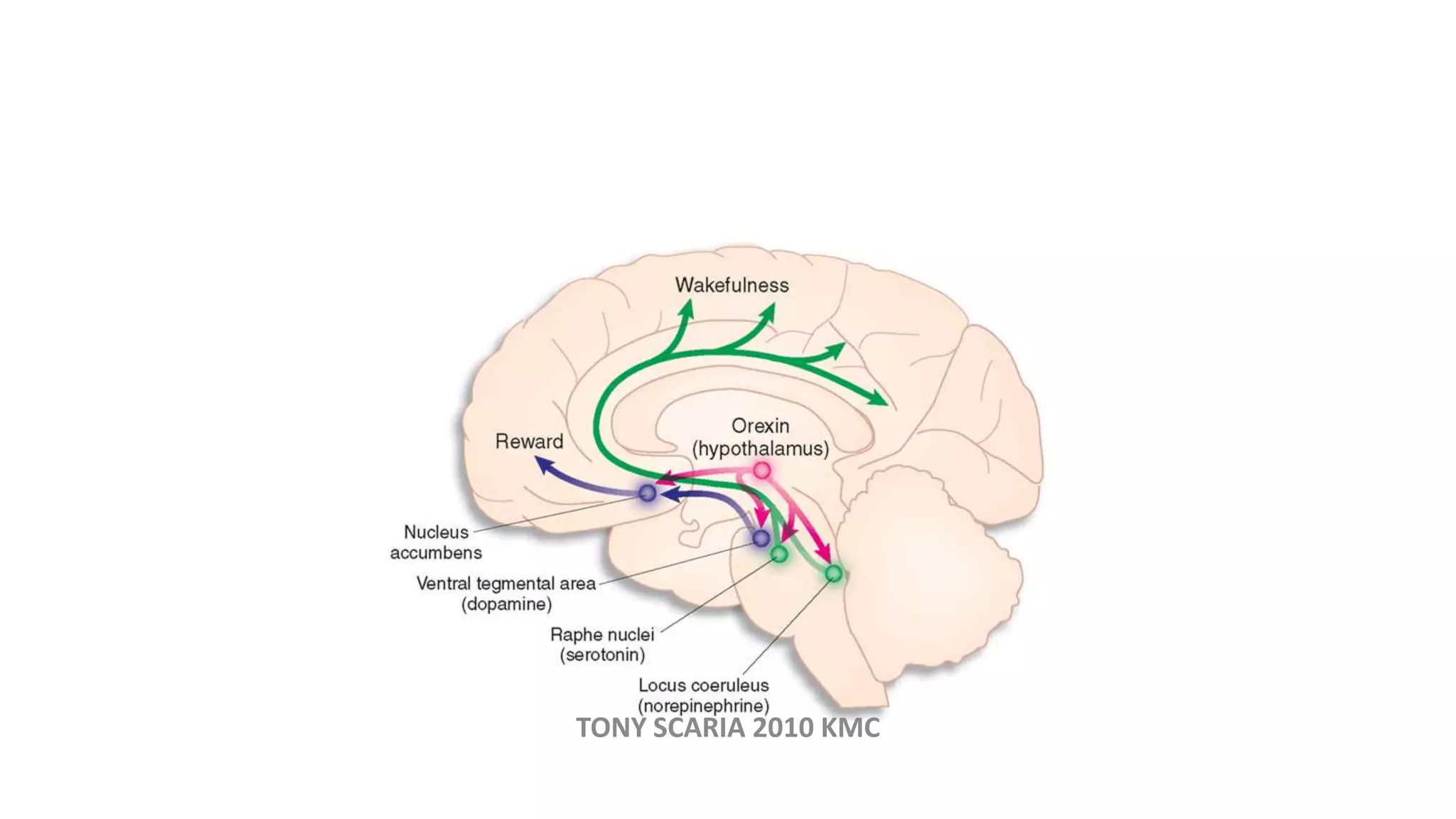 Antidepressants PHARMACOLOGY REVISION NOTES | PDF