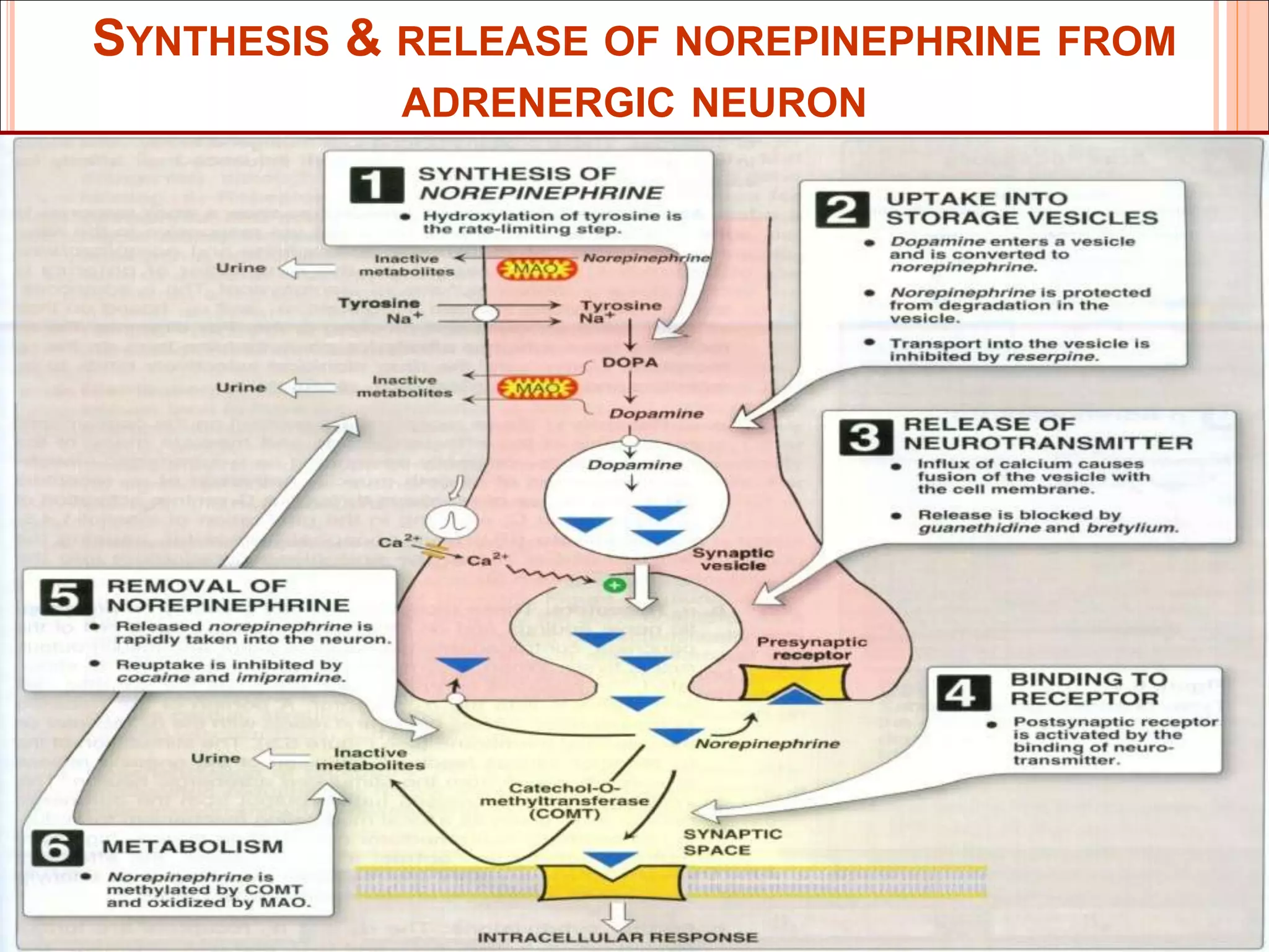 Antidepressants -pharmacology | PPTX