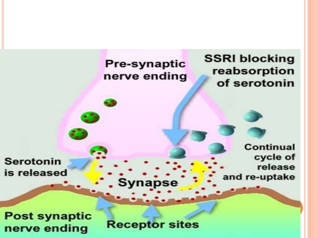 Antidepressants -pharmacology | PPTX | Brain and Nervous System ...