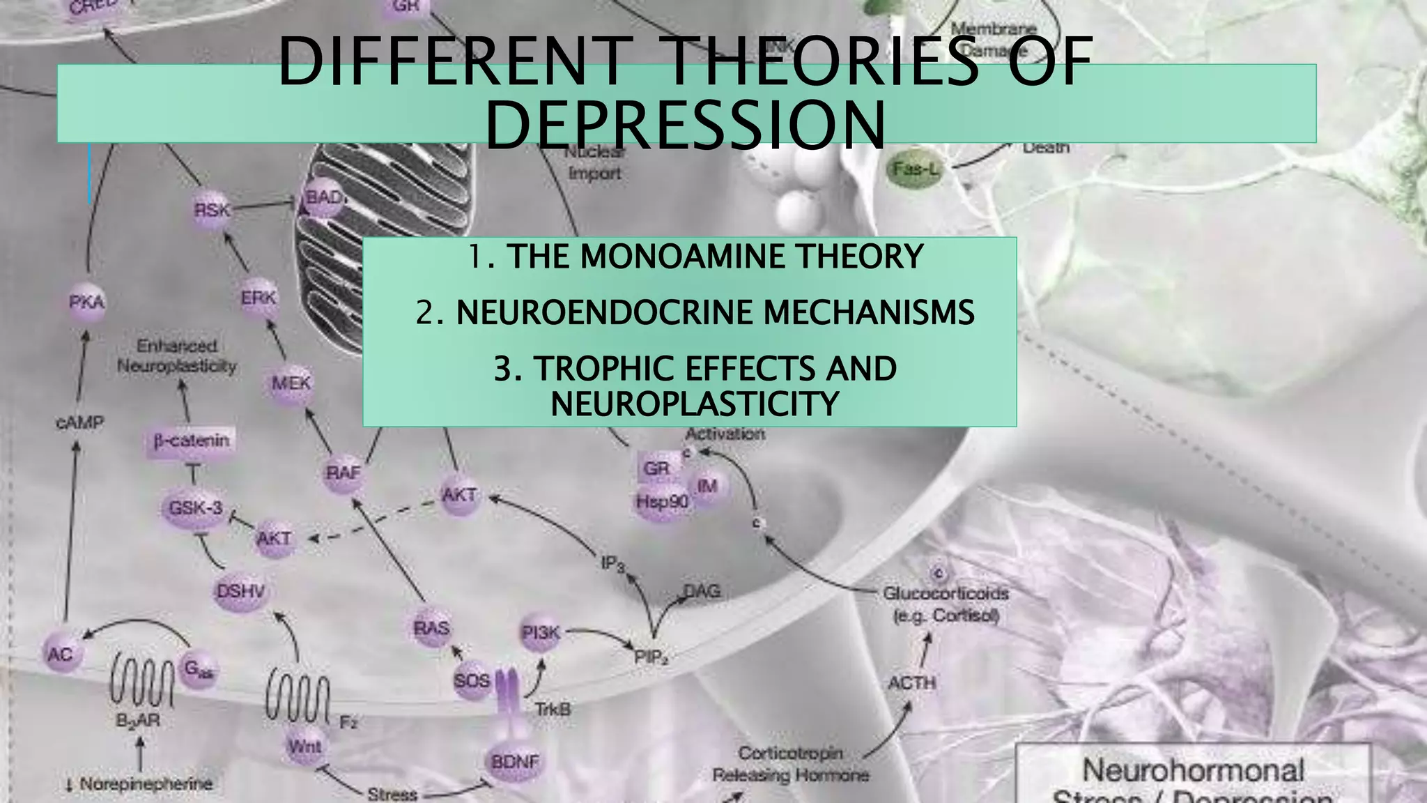 Antidepressants screening models | PPTX