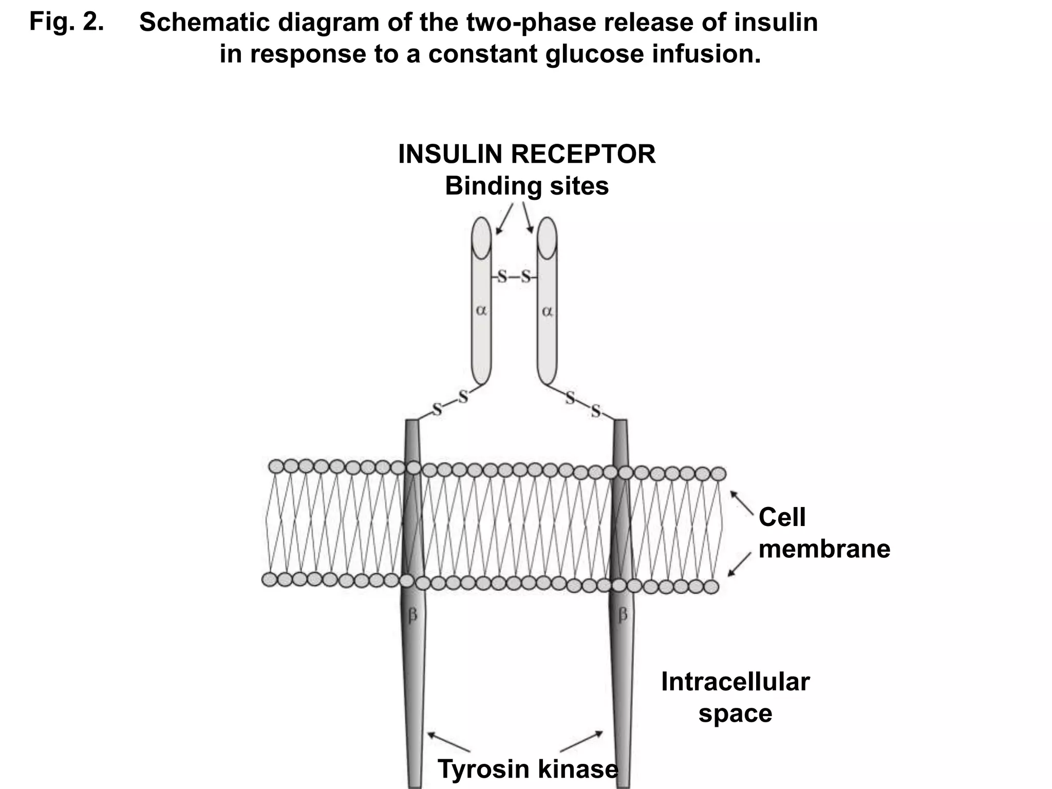 Antidiabetic drug Patho.ppt