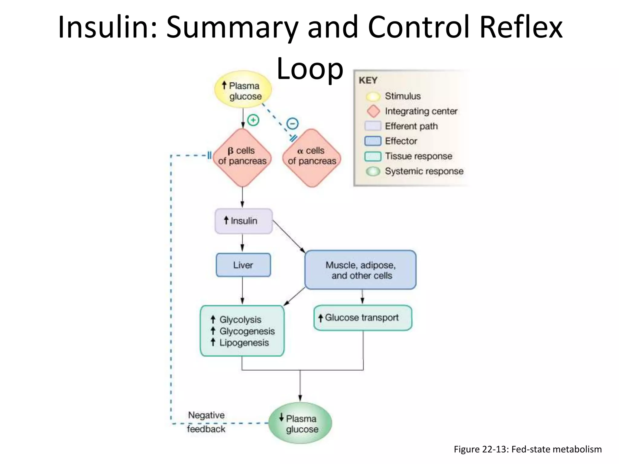 anti diabetic drugs.ppt