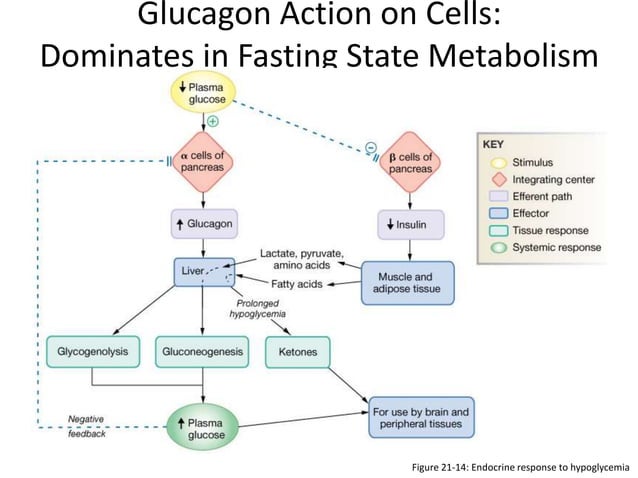anti diabetic drugs.ppt