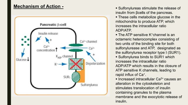 Anti diabetic drugs | PPTX