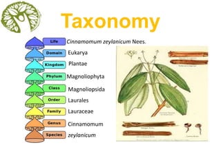 Antidiabetic properties of cinammon | PPTX