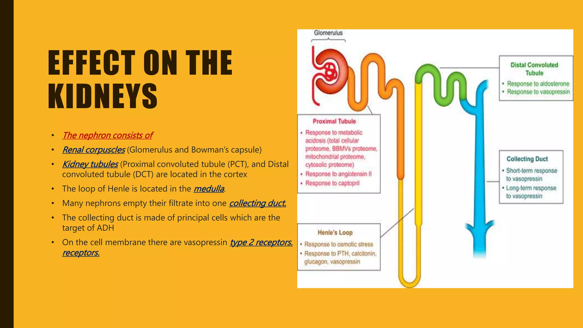 ANTIDIURETIC HORMONE pptx | PPTX
