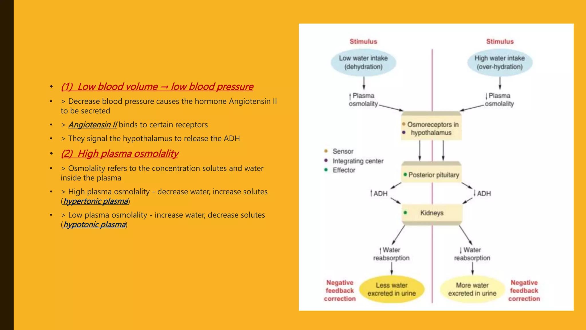 ANTIDIURETIC HORMONE pptx | PPTX