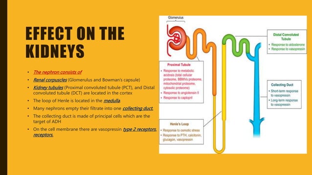 ANTIDIURETIC HORMONE pptx | PPT
