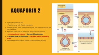 ANTIDIURETIC HORMONE pptx | PPTX