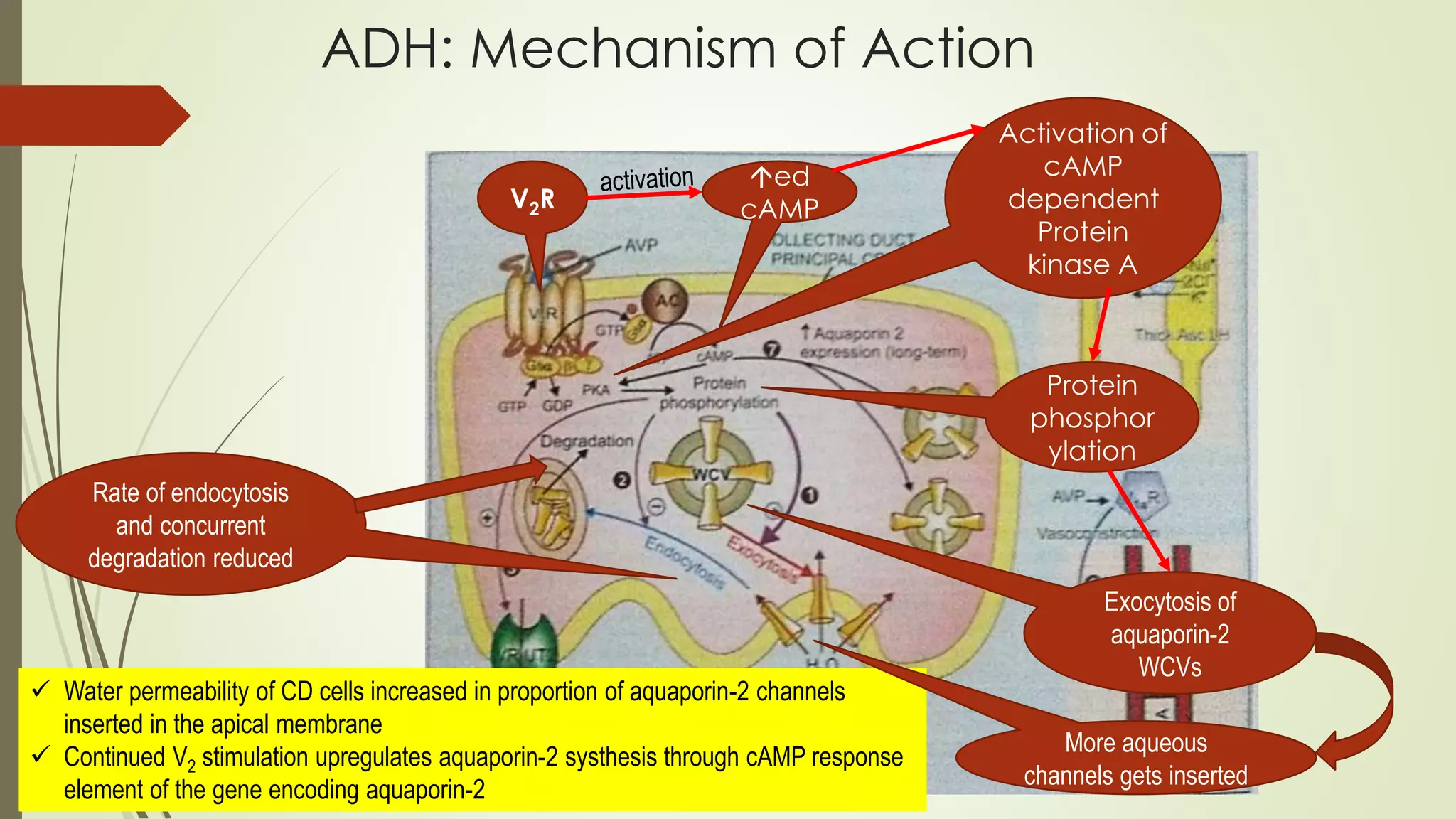Antidiuretics | PPTX