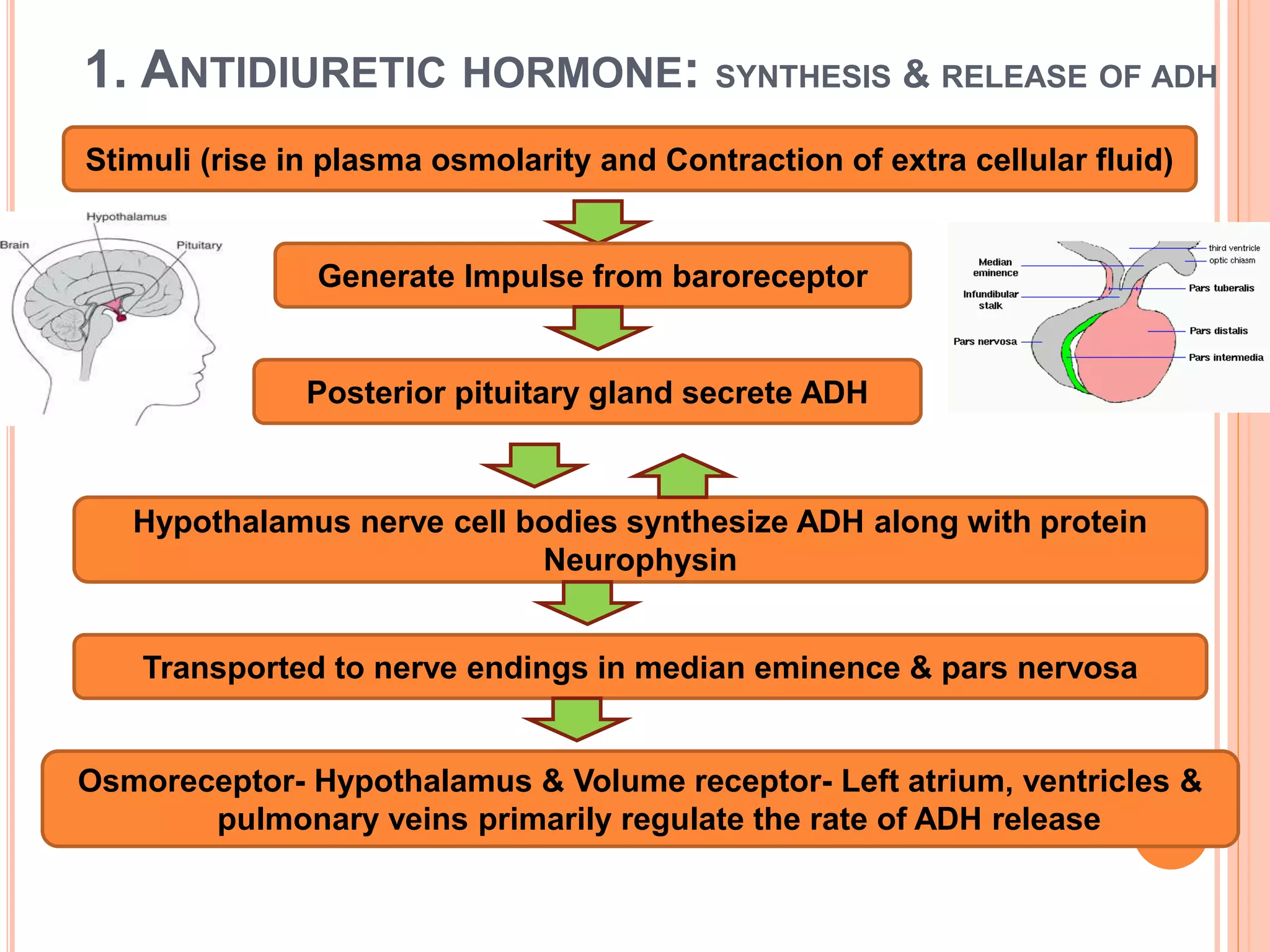 Anti diuretics drugs | PPTX