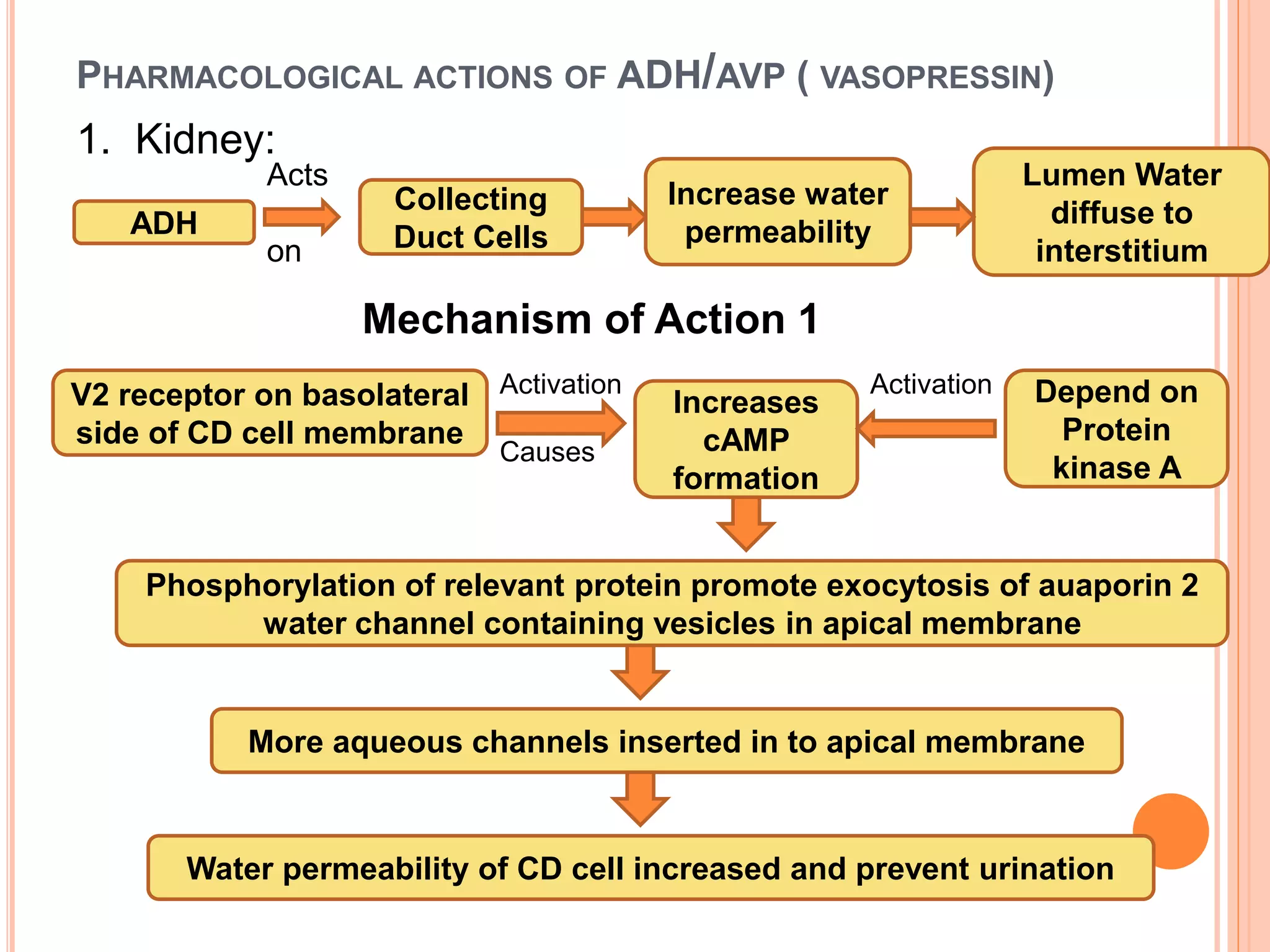 Anti diuretics drugs | PPTX