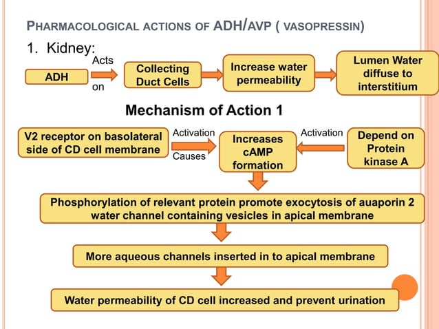 Anti diuretics drugs | PPTX | Endocrine and Metabolic Diseases ...