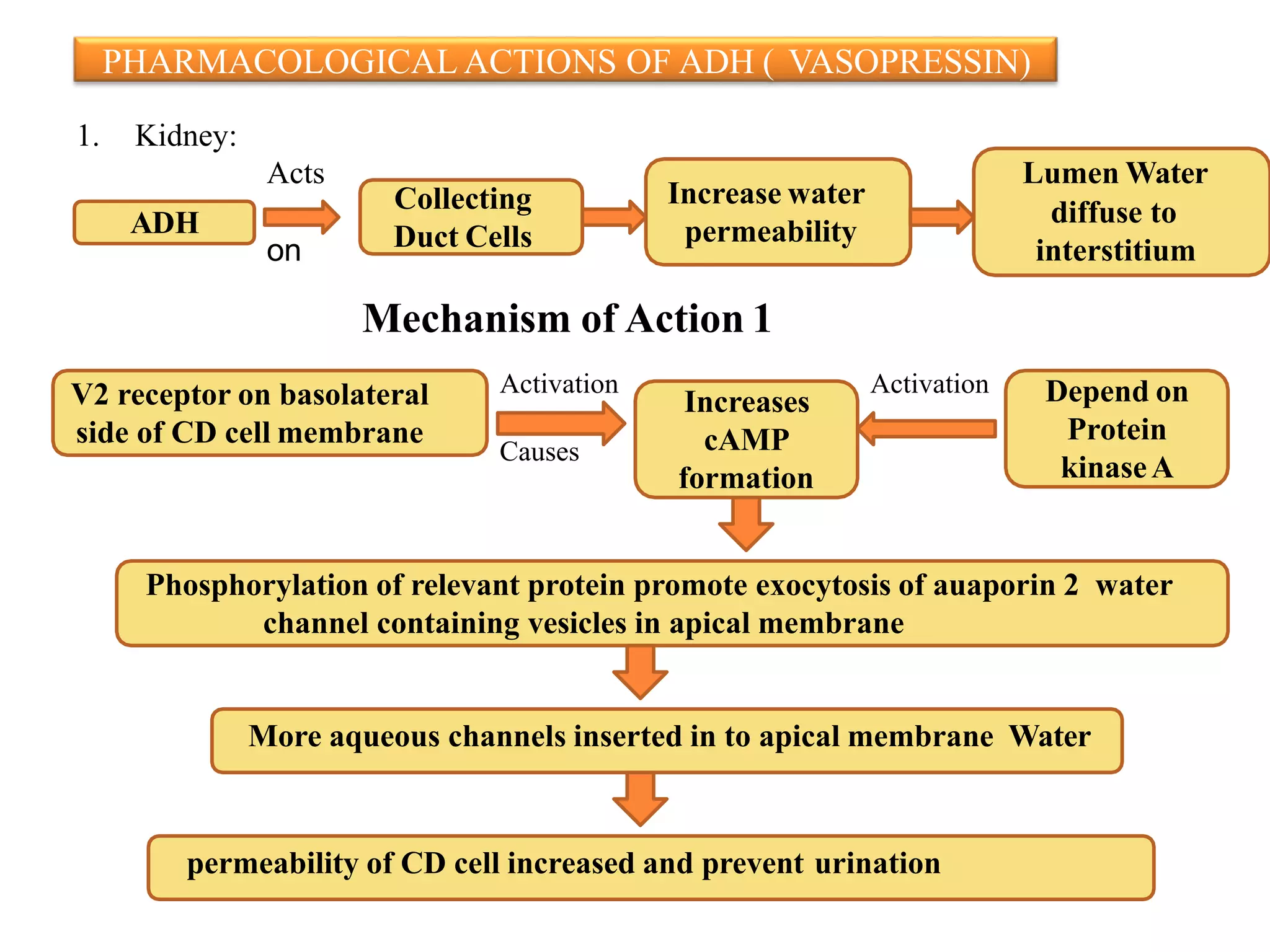 Antidiuretics | PPTX