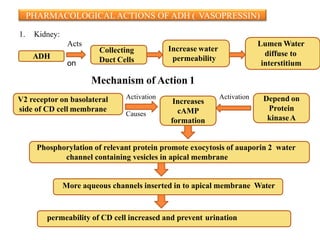 Antidiuretics | PPTX