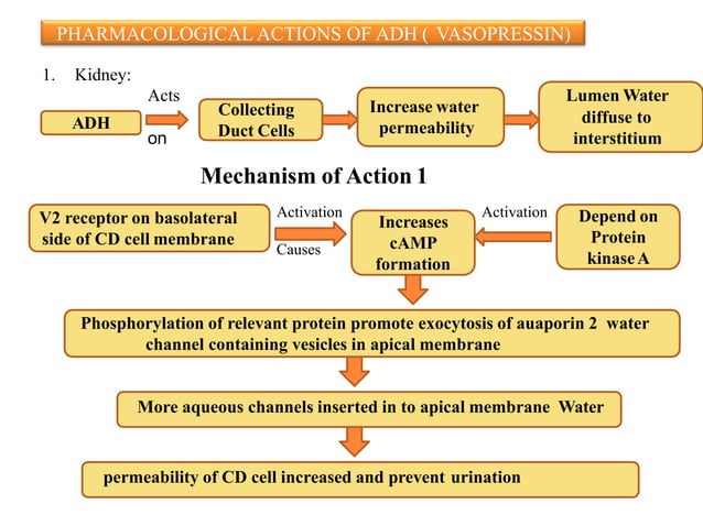 Antidiuretics | PPT