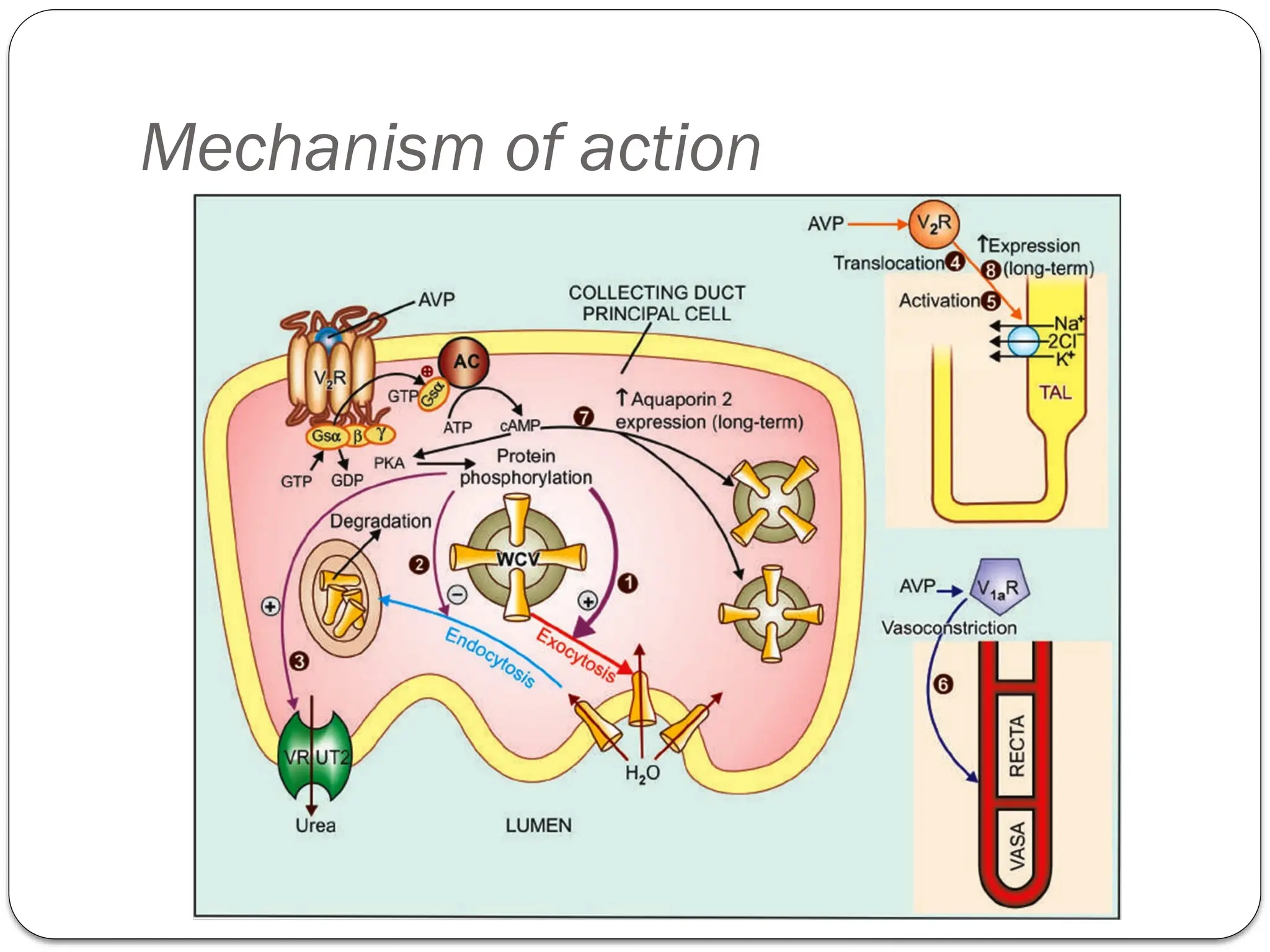 Pharmacology of Antidiuretic Drugs...... | PPTX