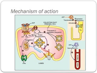 Pharmacology of Antidiuretic Drugs...... | PPTX