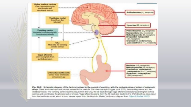 Antiemetics and prokinetics classification with mechansim | PPTX ...