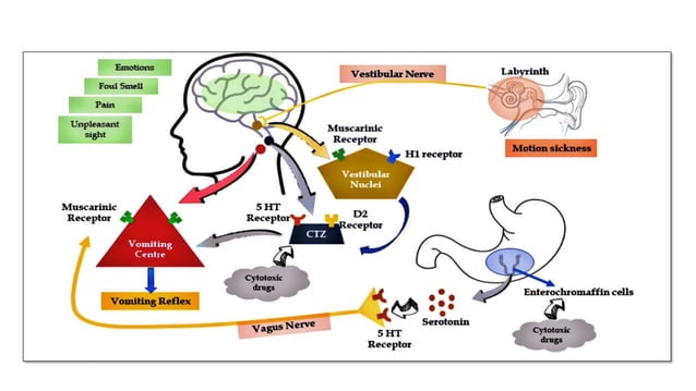 Antiemetics Pharmacology Presentation.ppt