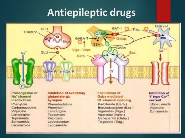 Anti epileptic drugs | PPTX | Brain and Nervous System Disorders ...