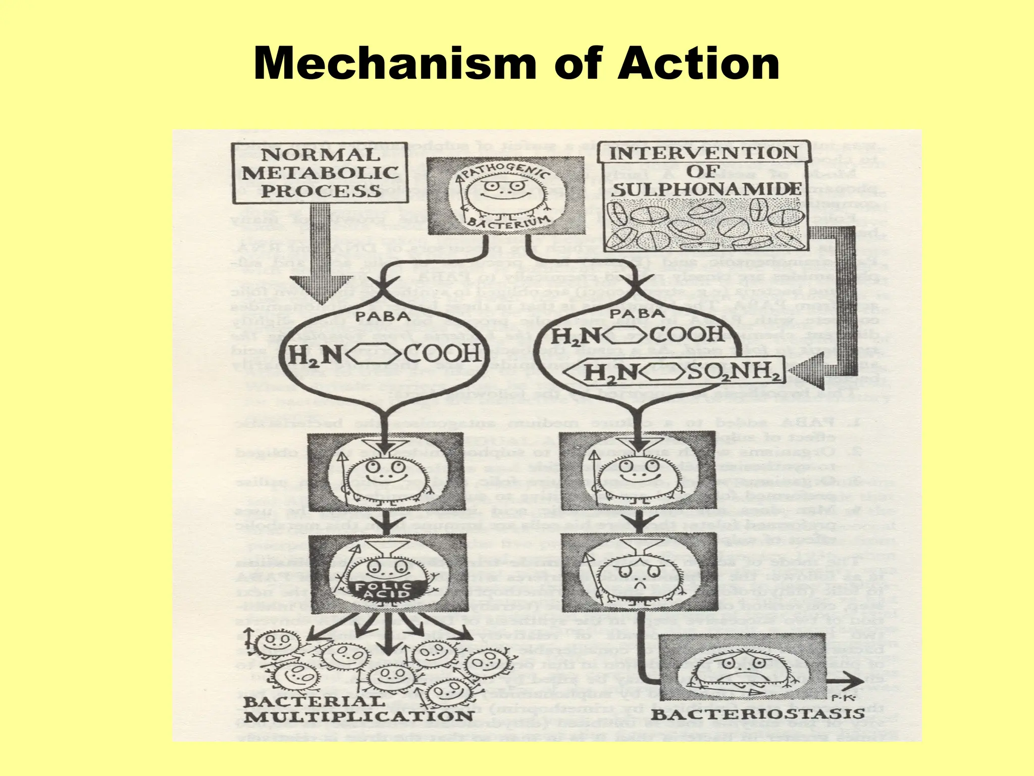 Folic acid and antifolate drugs or folate antagonists | PPT | Chemistry ...