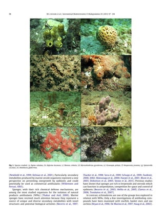 Antifouling zn o | PDF