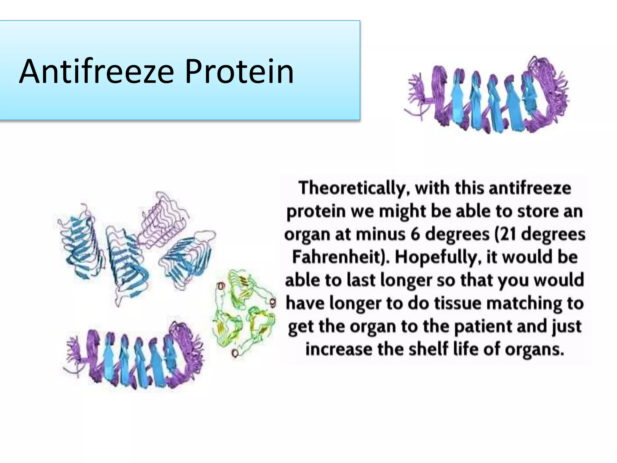Antifreeze protein | PPTX