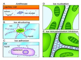 Antifreeze protein | PPTX
