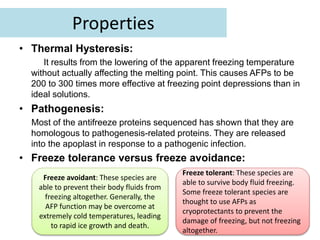 Antifreeze protein | PPTX