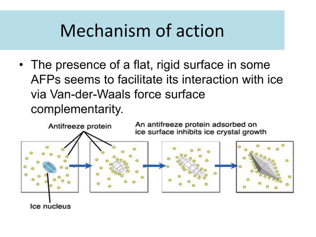 Antifreeze protein | PPTX