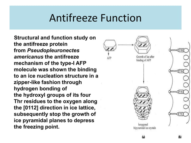 Antifreeze protein