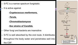 Antifungal Drugs | PDF