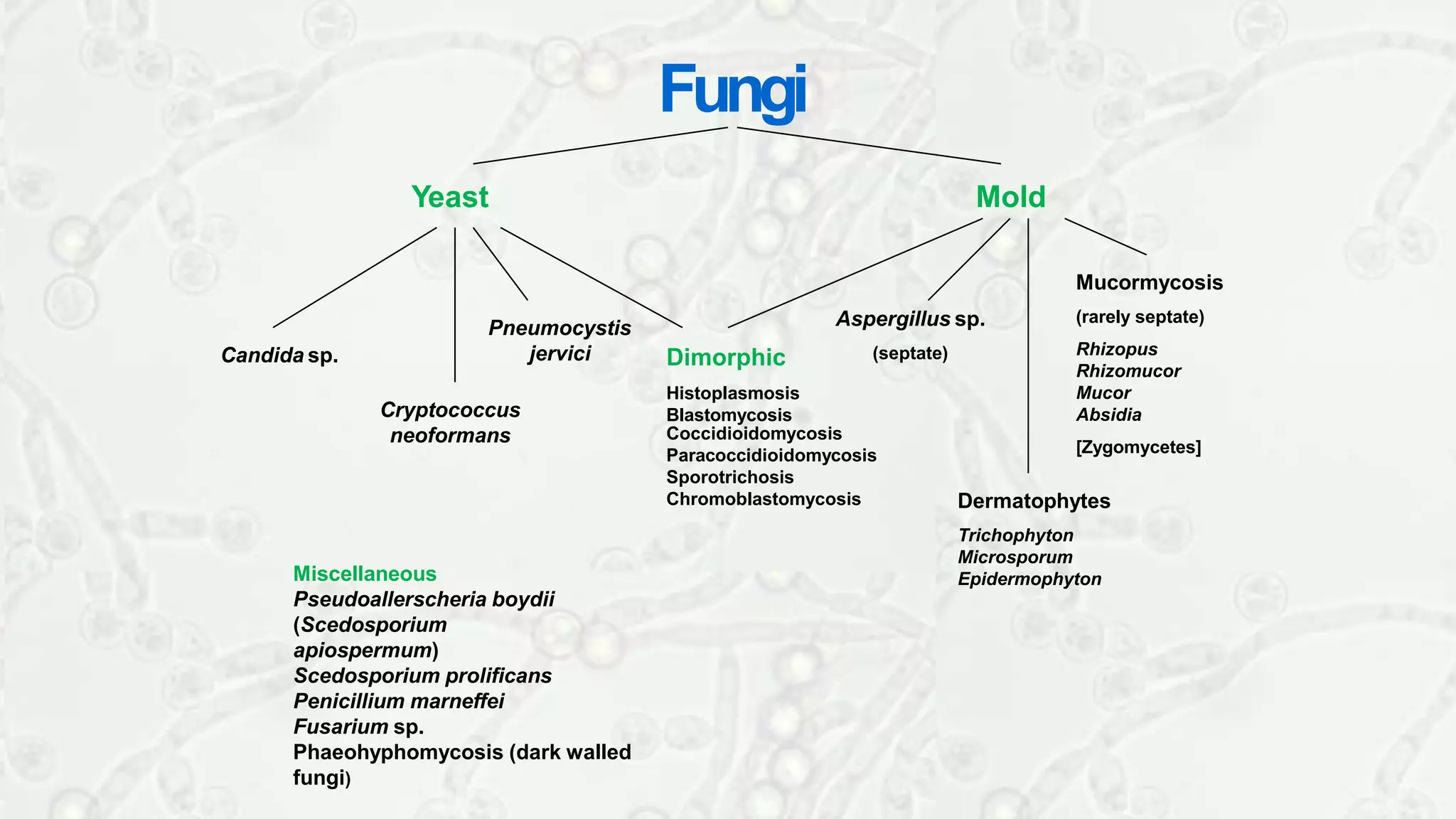 Fungal Infection In Icu Ppt