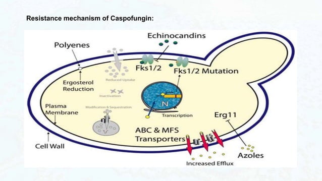 Antifungal Action Mechanism ofs of Azoles, Caspofungin and Terbinafine.pptx